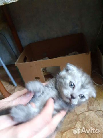 Шотландская вислоухая кошка
