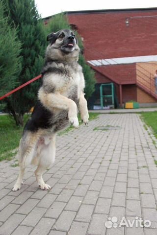 Жду хозяина