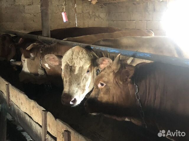 Быки на продажу