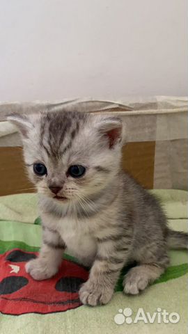 Шотландские котята