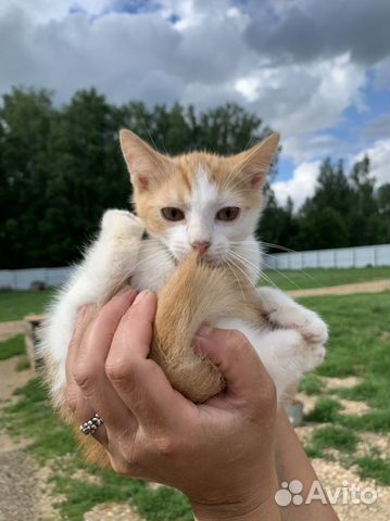 Крохотный котенок в добрые руки