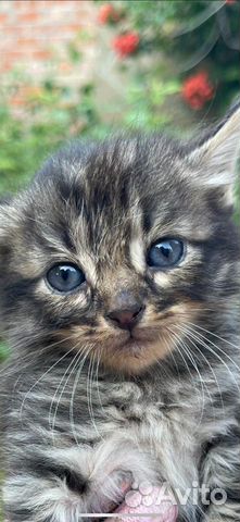 Котята бесплатно
