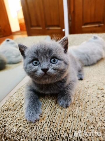 Шотландские котята