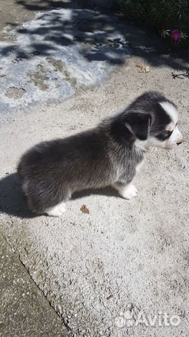 Щенок в добрые руки бесплатно