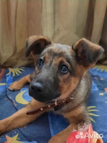 Маленькая Варя ищет дом