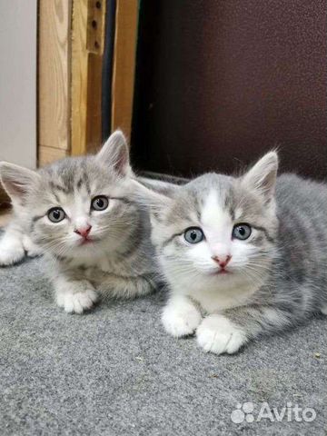 Котята