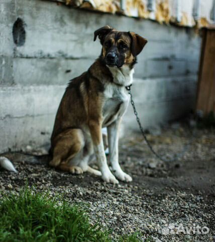 Пёс Демьян ищет хозяина. Отдадим в хорошие руки