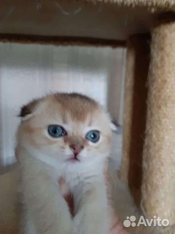 Шотландский котик золотой 1.5 мес