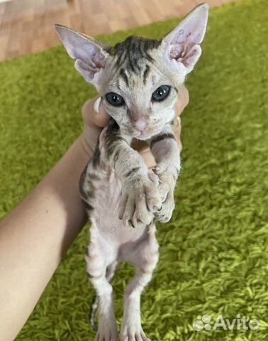 Сфинкс браш 1 месяц девочка