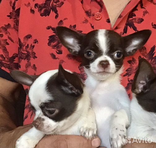 Чихуахуа mini и micro РКФ