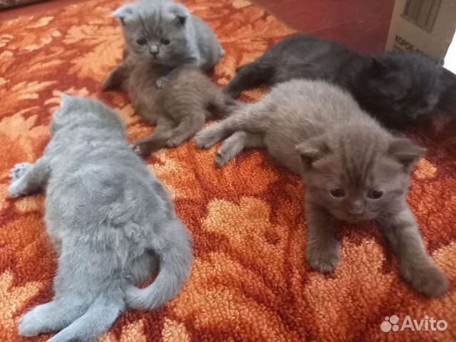 Британская кошка