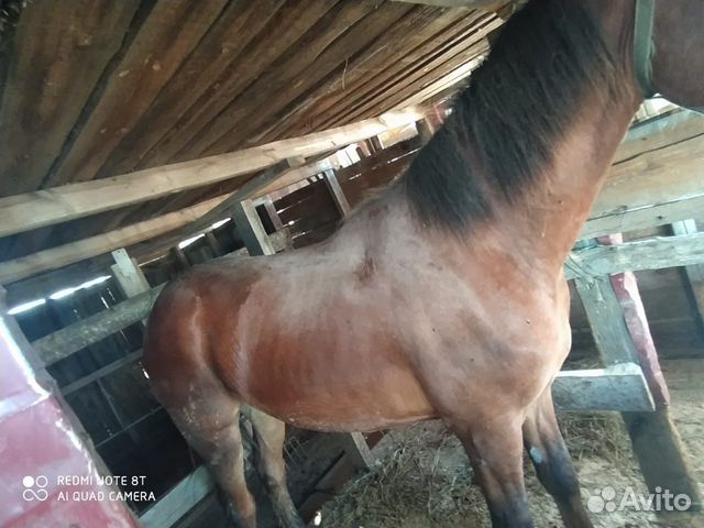 Лошади 2,6лет и 2,5 лет