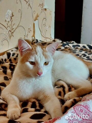 Котик в дар котенок-подросток 9 мес привезу