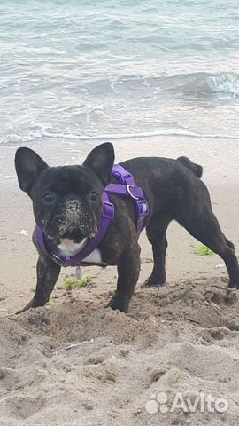 Вязка француз