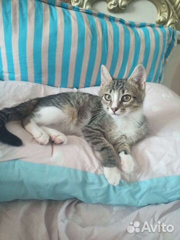 Котенок Гав ищет свою семью)