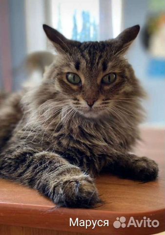 Маруся в поисках дома