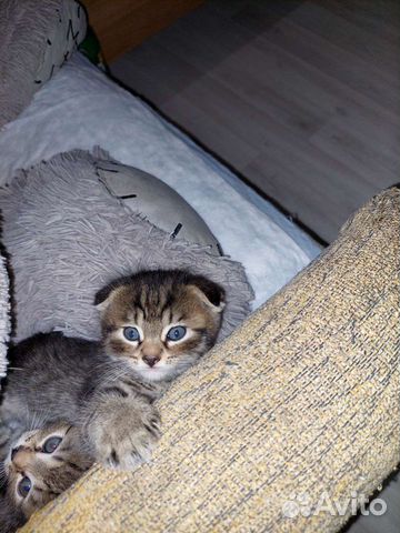 Кошки