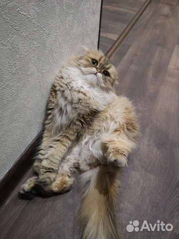 Потерялся шотландский вислоухий кот