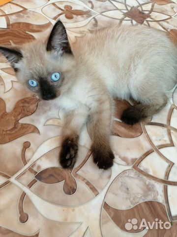 Возьмём сиамского котёнка мальчика, возраст месяц