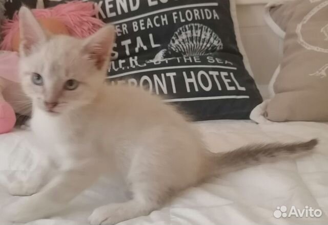 Котенок ласковый