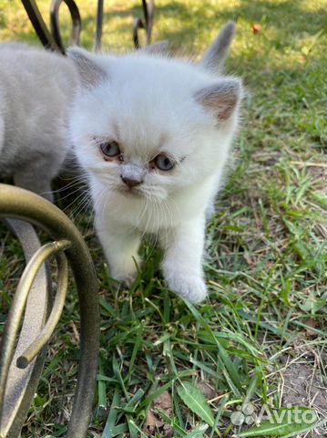 Котята