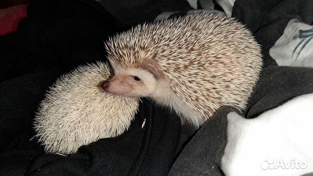 Взрослый африканский ёж