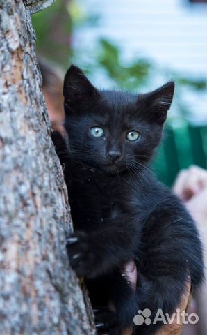 Котик 1,5 месяца
