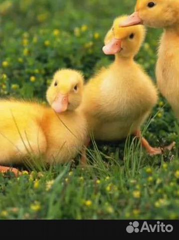 Утята стар 53