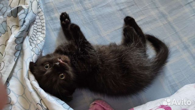 Вислоухие котята