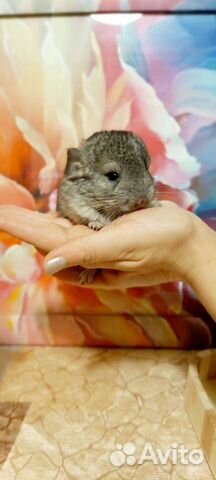 Шиншилла меховой стандарт 3 мес. Мальчик
