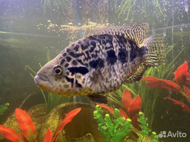 Рыба Манагуанская цихлазома