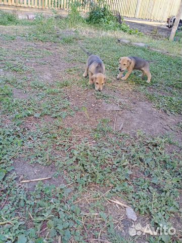 Щенки русской гончей