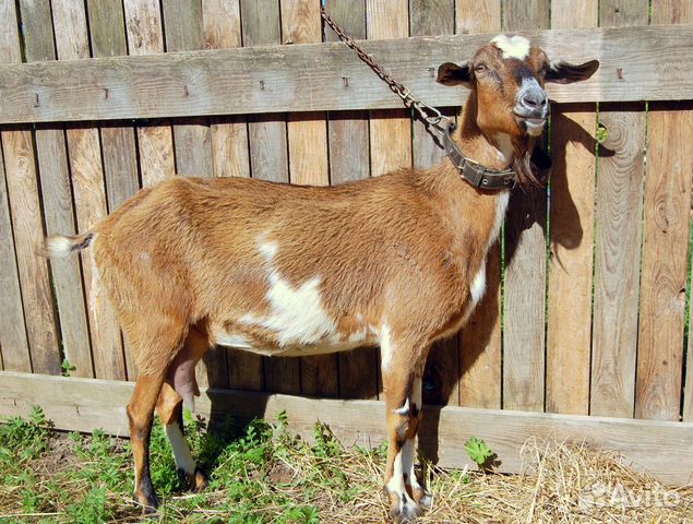Козы дойные и козлики нубийские