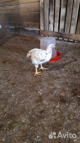 Бройлеры кобб 500