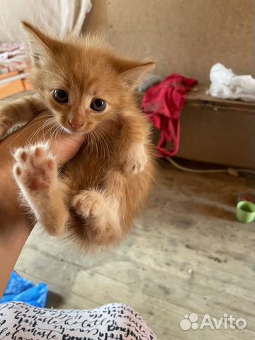 Котята рыжие и персиковые