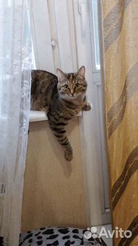 Кошка Стефания