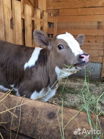 Теленок(телочка)