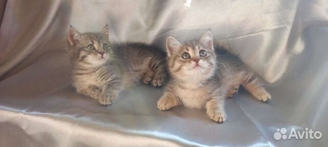 Две милашки сестрички(супер коротышечки)