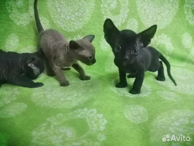 Котята сфинкс велюр (браш)