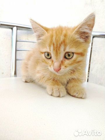 Котёнок Абрикос