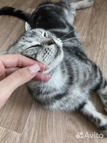 Отдам Британскую кошку в добрые руки