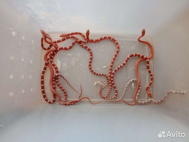 Маисовые полоз