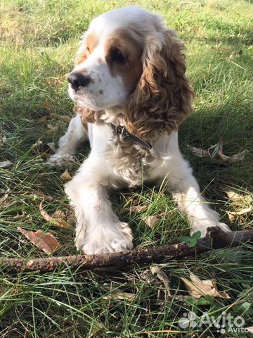 Кобель Спаниель