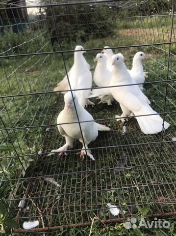 Бакинские Широкохвостые