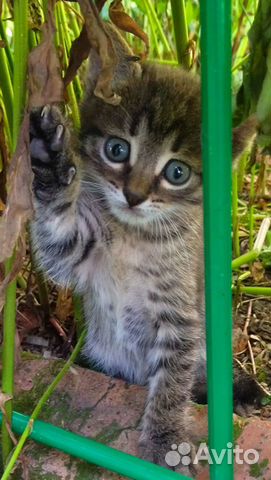 Котенок серый окрас