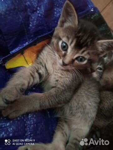 Котята Сомали)