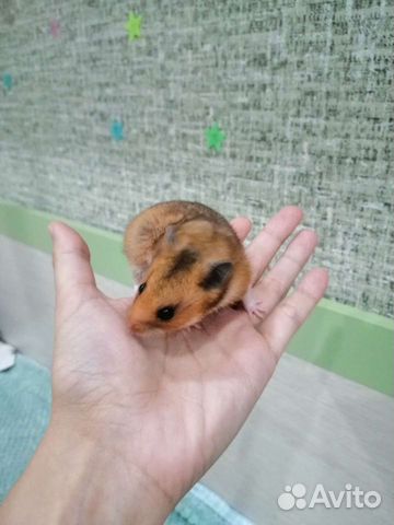 Сирийский хомяк мальчик 3 мес