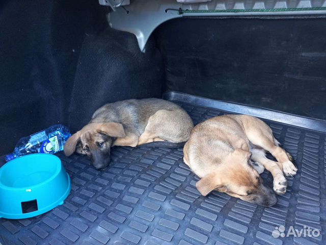 Щенки бесплатно