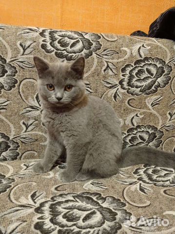 Британская