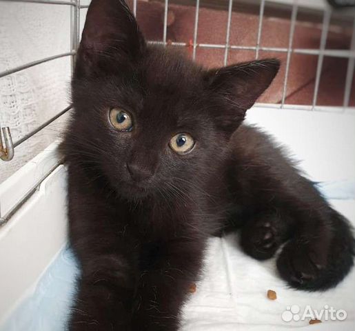 Юный покоритель сердец